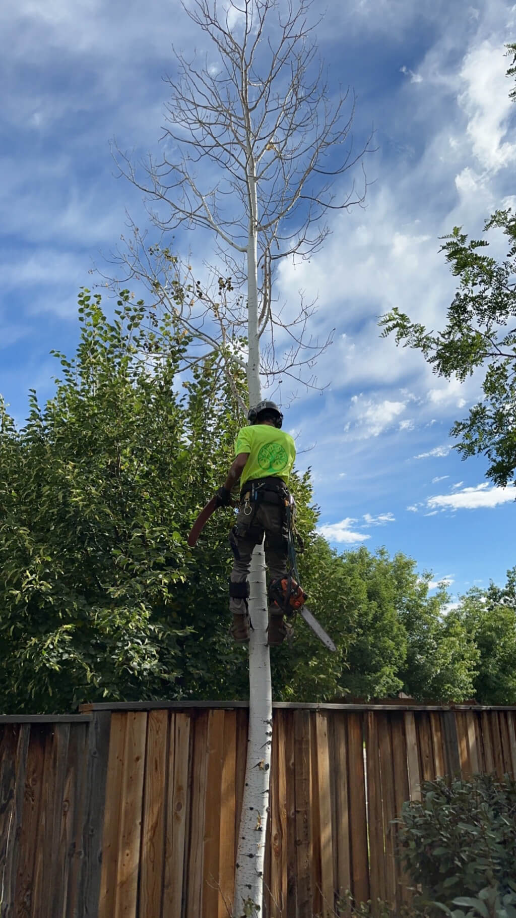 services – Ohana tree bros